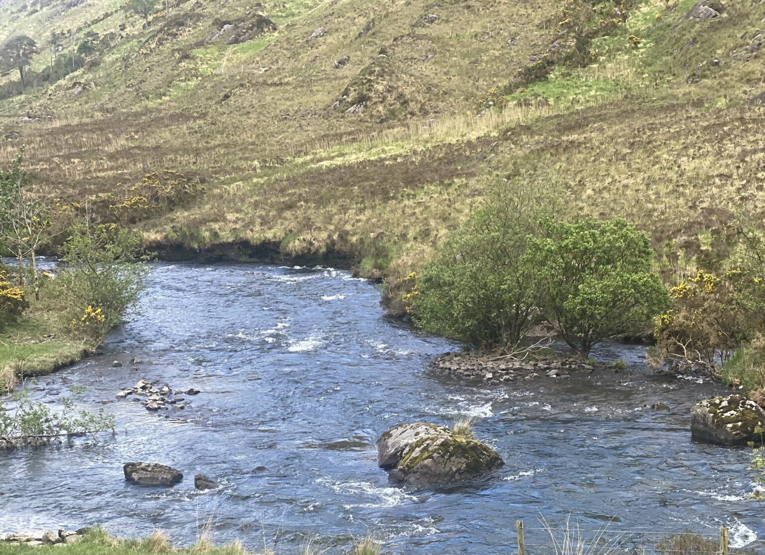 Newsletter Number 15 - 12 June 2025 - Salmon Watch Ireland